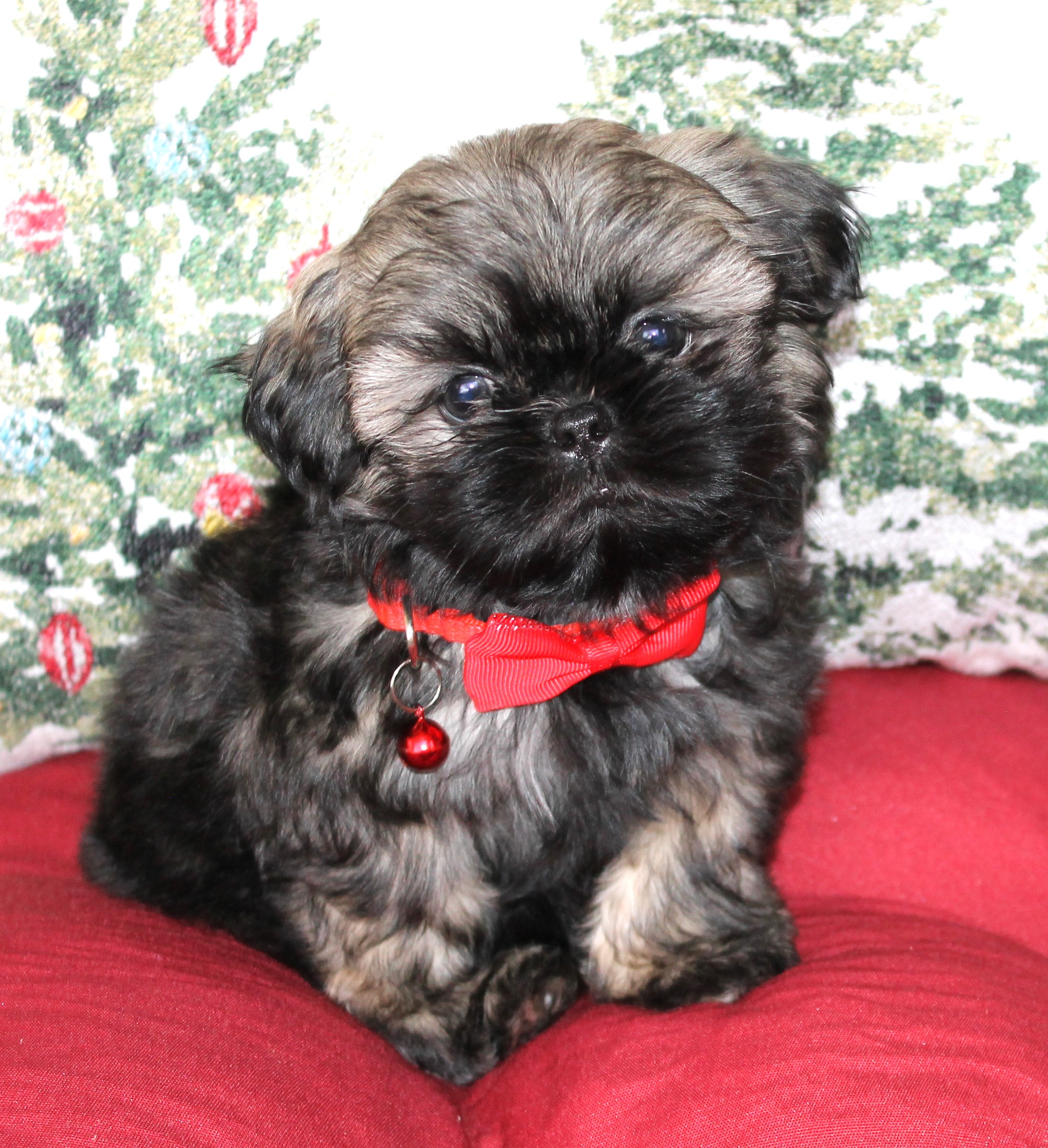Shih Tzu Alley | For Sale